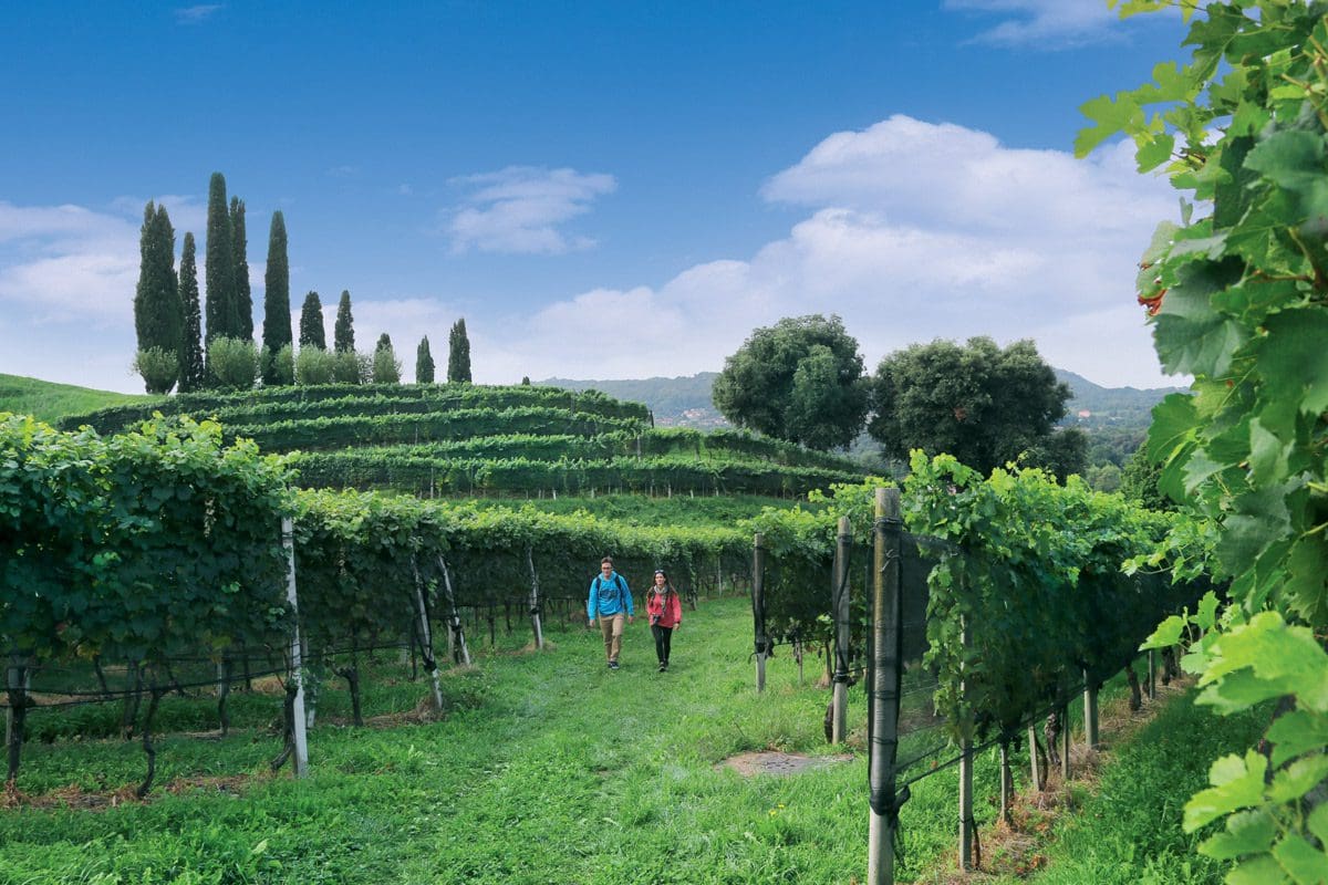 Itinerario tra i vigneti: viticoltura e territorio | Ticino Gastronomico